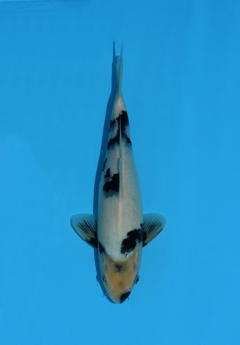 Howie Koi Dorset aquatic shop Dorchester aquatics Fish uk sale