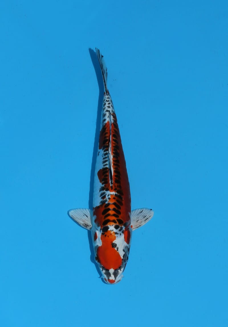 Howie Koi Dorset aquatic shop Dorchester aquatics Fish uk sale