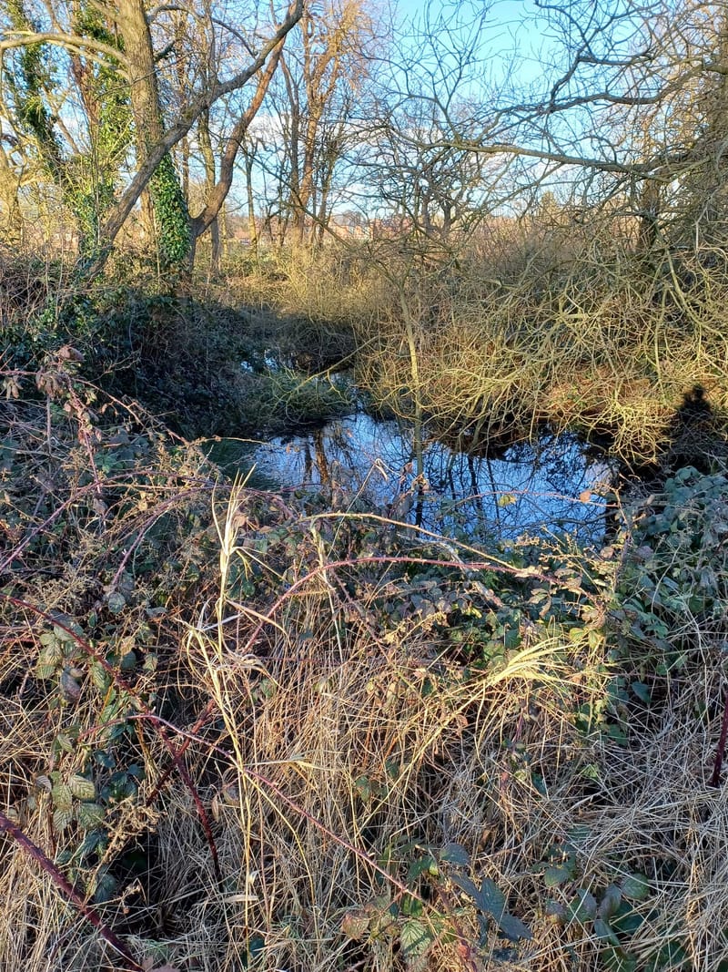 Pond 9 - Trafford Wildlife