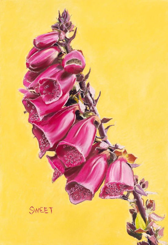 "Digitalis Purpureum" - GALLERY 1608