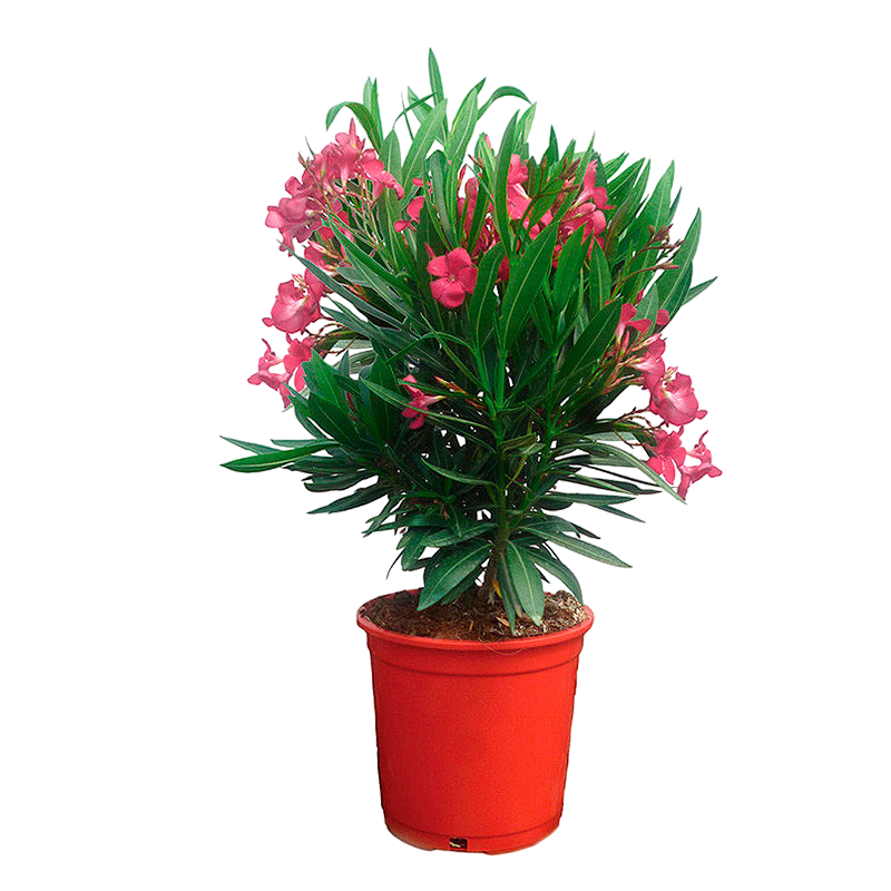 NERIUM OLEANDER M20 (ADELFA) - Alkubi Garden