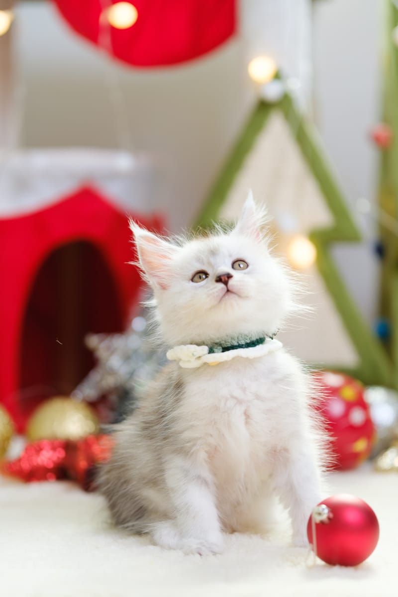 MAINECOON THAILAND/MAINE COON KITTEN/ฟาร์มแมวเมนคูนแท้/ลูกแมวเมนคูนแท้