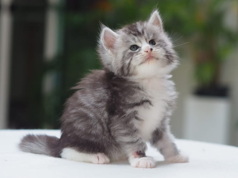 Snow White: Silver Mackerel Maine Coon Kitten for Sale Thailand