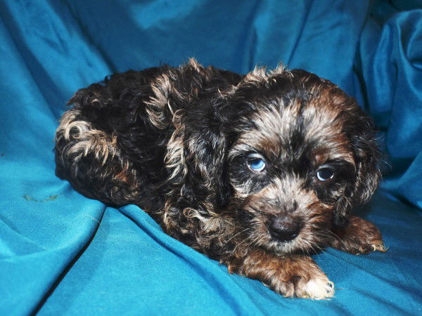 Cockapoo Breeder & Puppies For Sale | Attala County Cockapoos