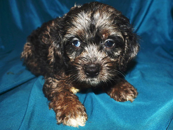 Cockapoo Breeder & Puppies For Sale | Attala County Cockapoos