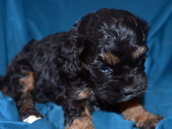 Cockapoo Breeder & Puppies For Sale | Attala County Cockapoos