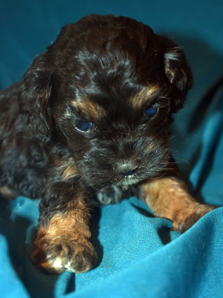 Cockapoo Breeder & Puppies For Sale | Attala County Cockapoos