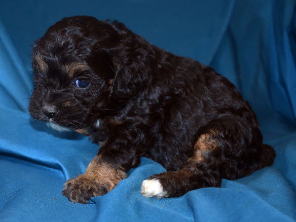 Cockapoo Breeder & Puppies For Sale | Attala County Cockapoos