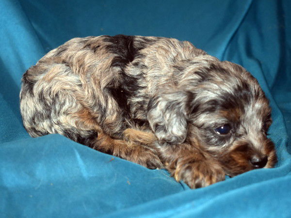 Cockapoo Breeder & Puppies For Sale | Attala County Cockapoos