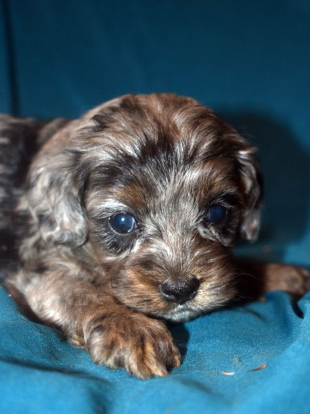 Cockapoo Breeder & Puppies For Sale | Attala County Cockapoos