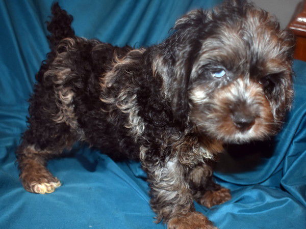 Cockapoo Breeder & Puppies For Sale | Attala County Cockapoos