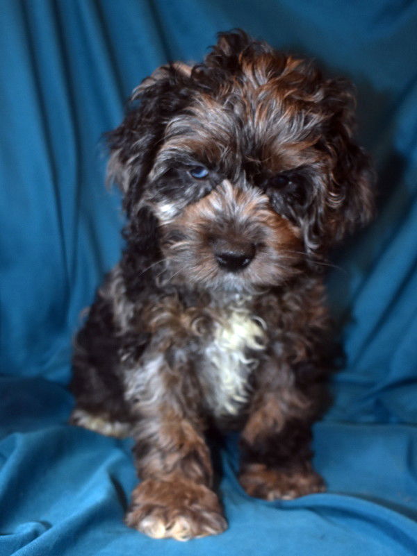 Cockapoo Breeder & Puppies For Sale | Attala County Cockapoos