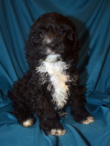 Cockapoo Breeder & Puppies For Sale | Attala County Cockapoos