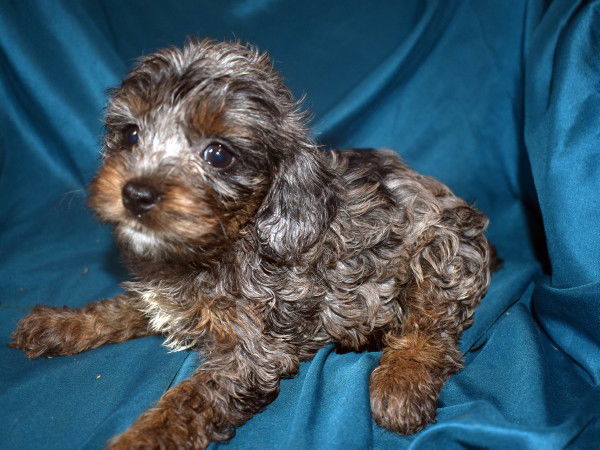 Cockapoo Breeder & Puppies For Sale | Attala County Cockapoos