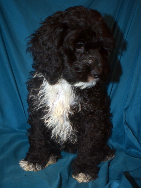 Cockapoo Breeder & Puppies For Sale | Attala County Cockapoos