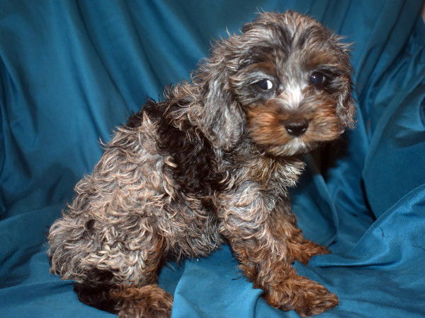 Cockapoo Breeder & Puppies For Sale | Attala County Cockapoos