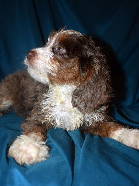 Cockapoo Breeder & Puppies For Sale | Attala County Cockapoos