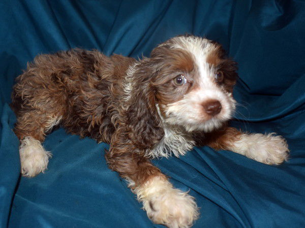 Cockapoo Breeder & Puppies For Sale | Attala County Cockapoos