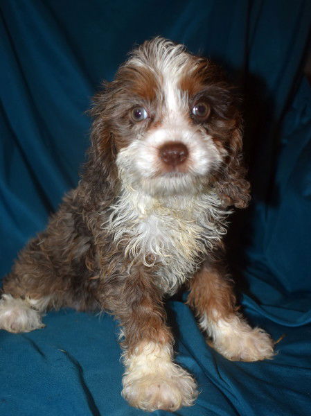 Cockapoo Breeder & Puppies For Sale | Attala County Cockapoos