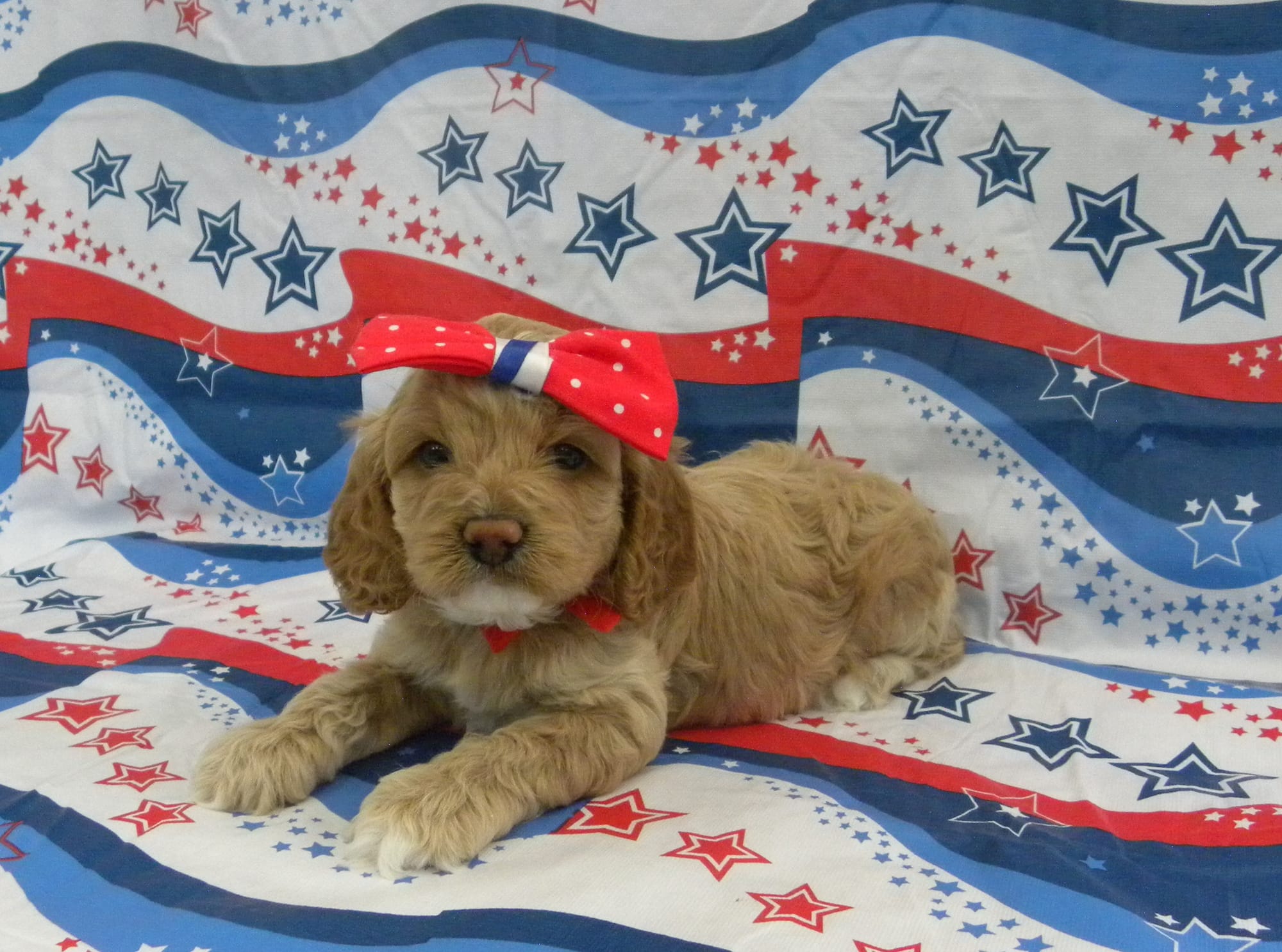 ANNOUNCEMENTS - Florida Cockapoos