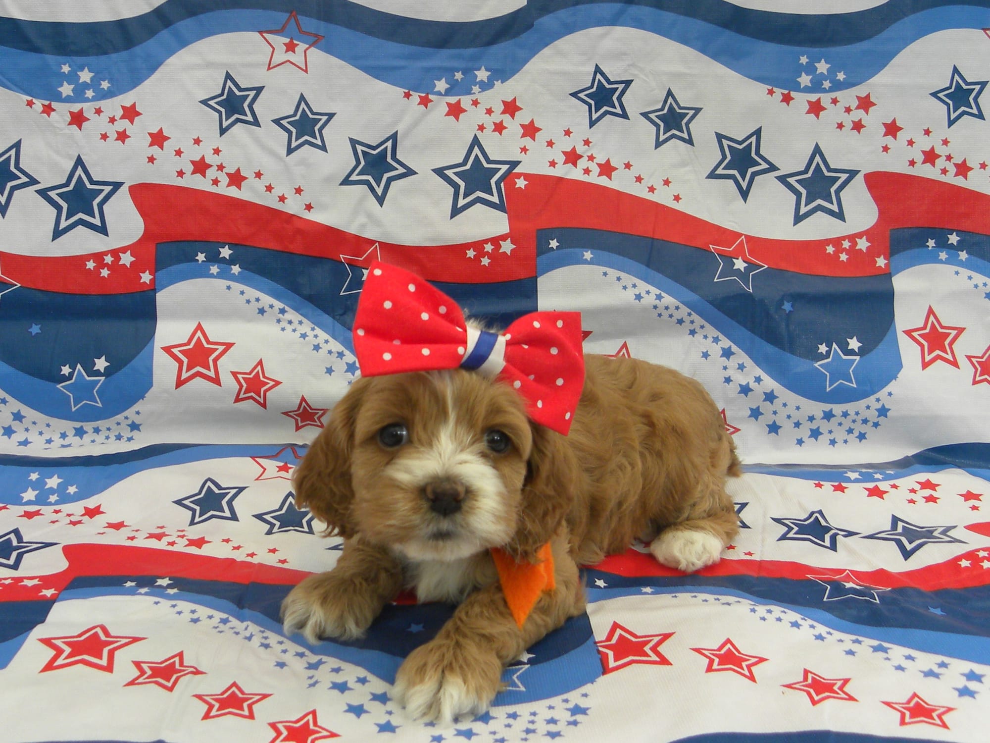 ANNOUNCEMENTS - Florida Cockapoos