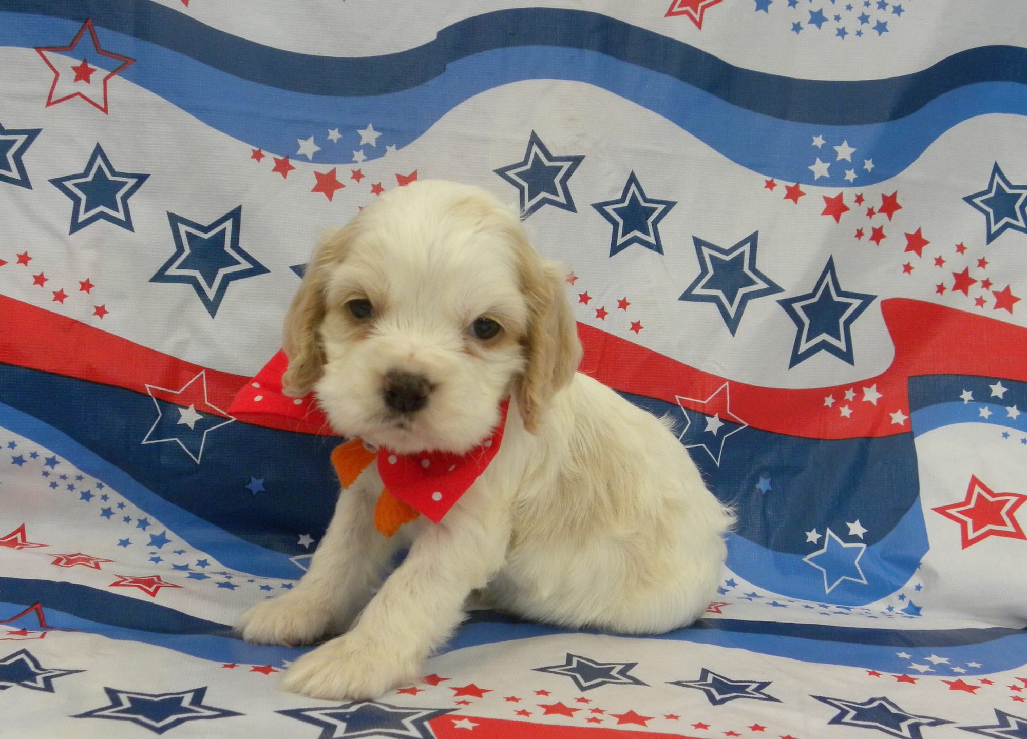 ANNOUNCEMENTS - Florida Cockapoos