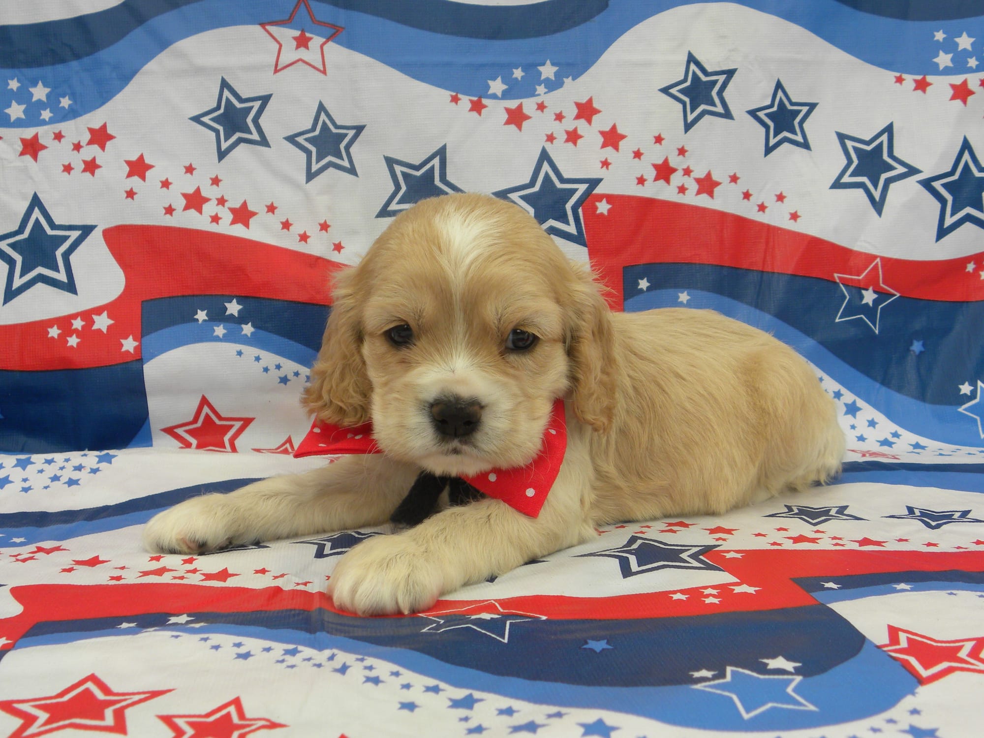 ANNOUNCEMENTS - Florida Cockapoos