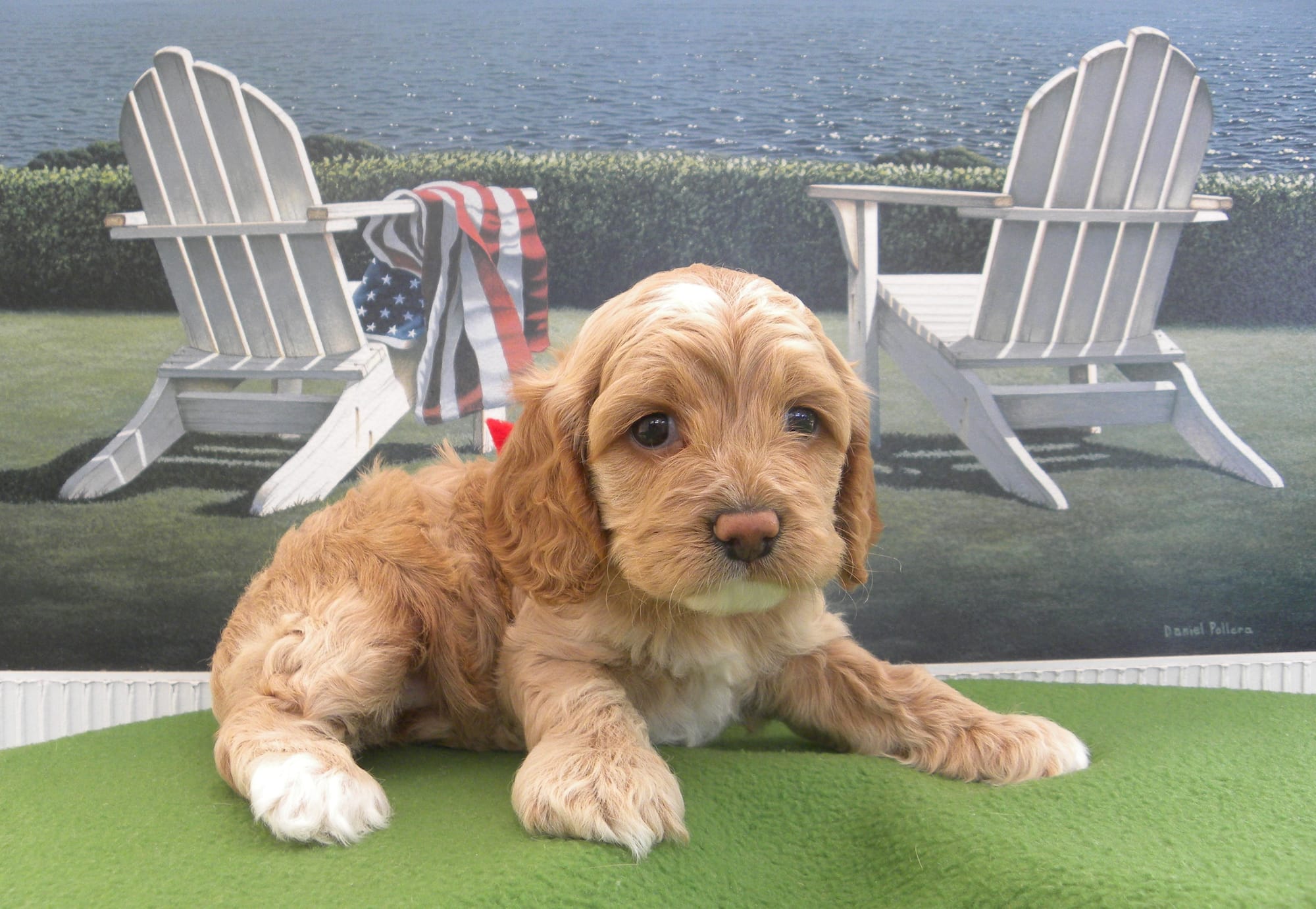 LITTER ANNOUNCEMENTS - Florida Cockapoos
