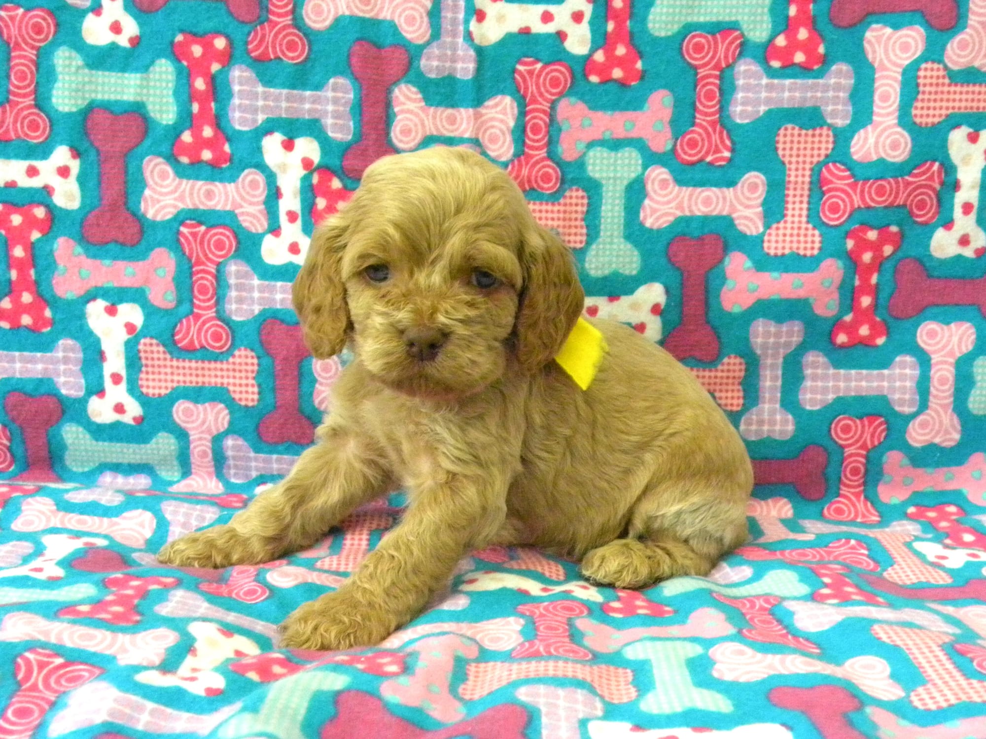 LITTER ANNOUNCEMENTS - Florida Cockapoos