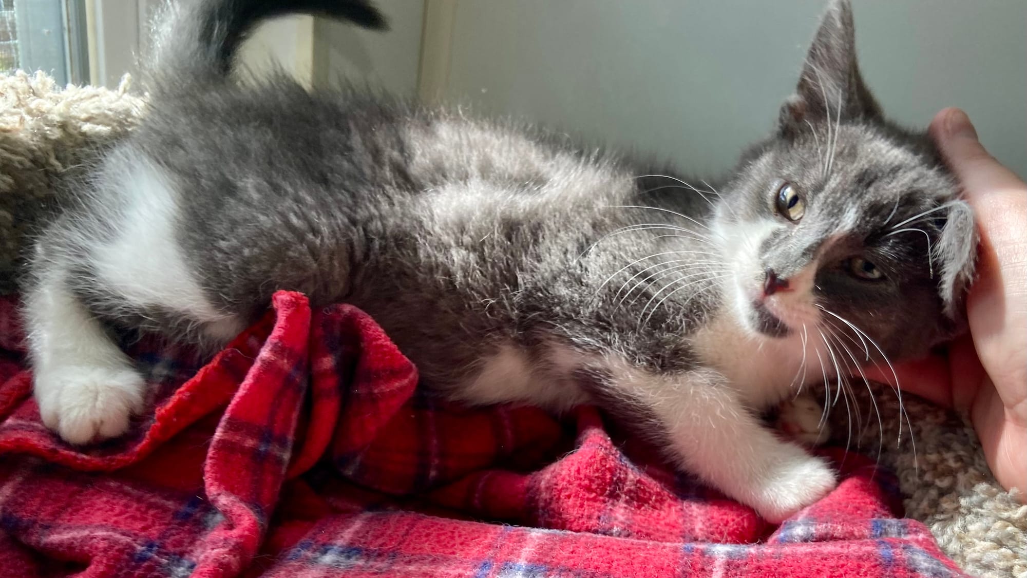 Cats Needing Homes - Cats and Kittens available for adoption. To learn ...