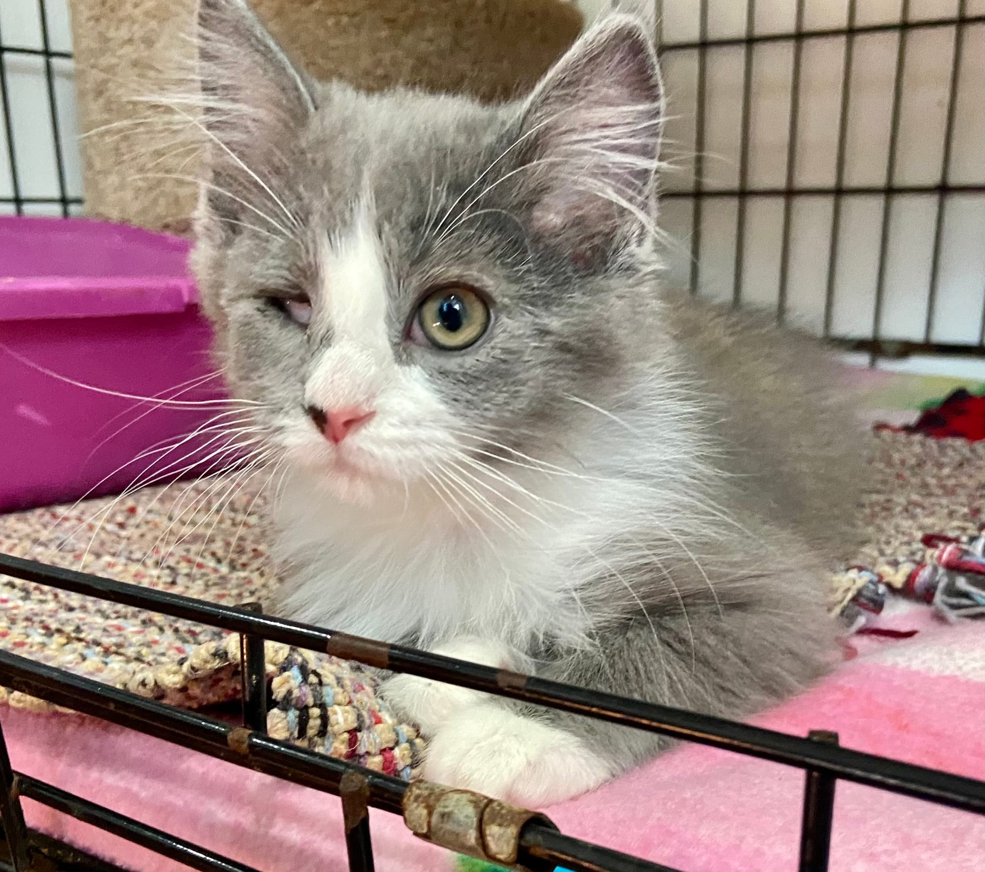 Cats Needing Homes - Cats and Kittens available for adoption. To learn ...