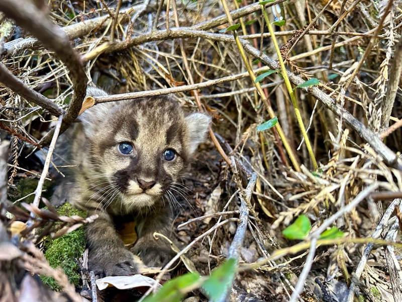 True Wild September 2024 Newsletter - True Wild