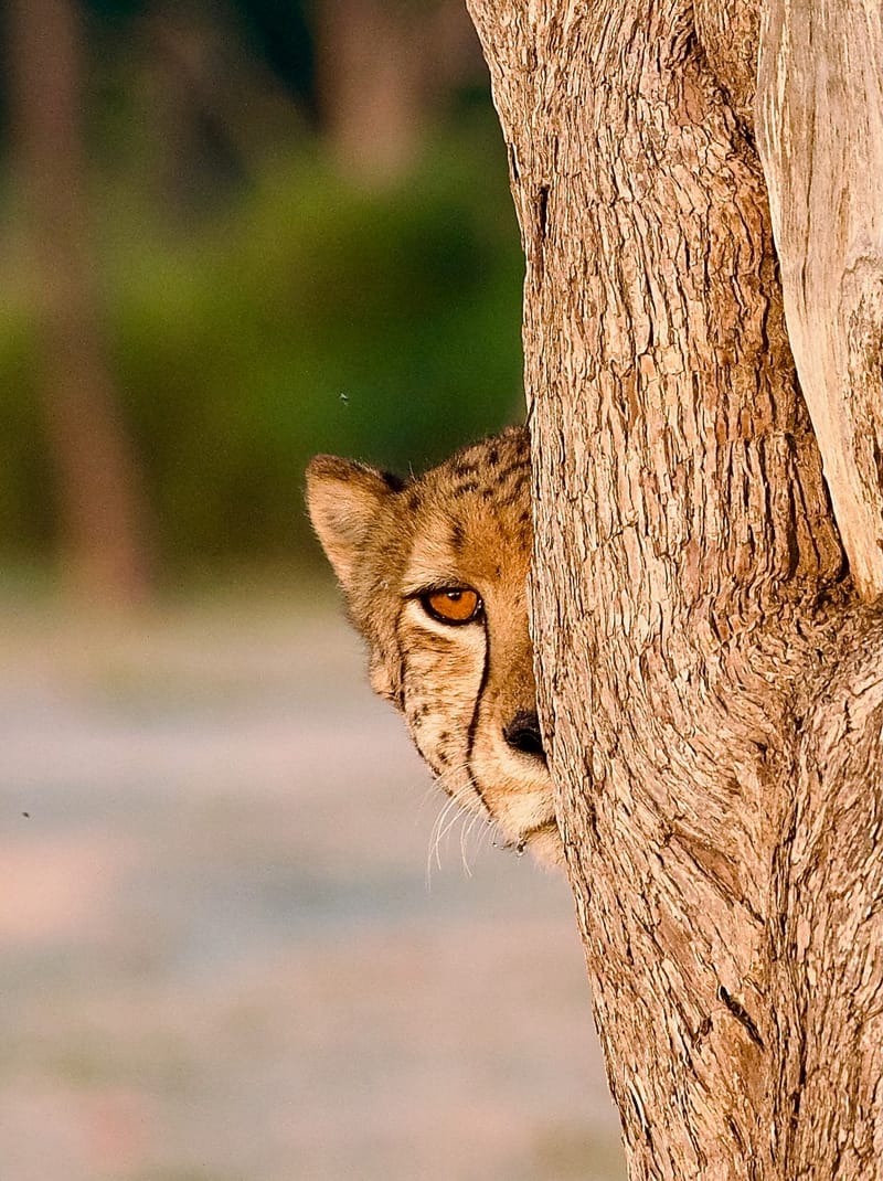 True Wild January 2025 Newsletter - True Wild