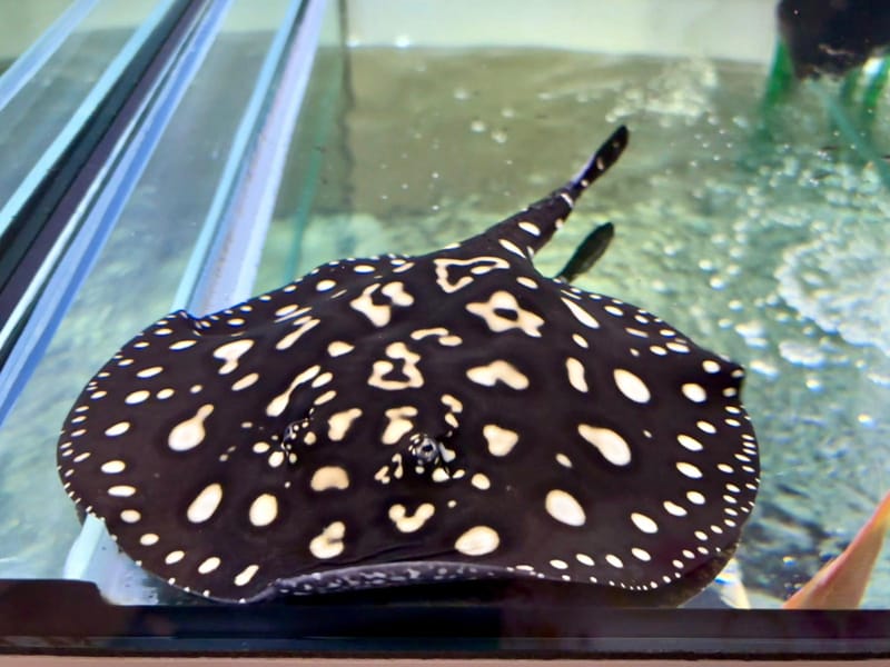 POTAMOTRYGON BLACKDIAMOND SUPER WHITE FEMMINA - topfishitalia