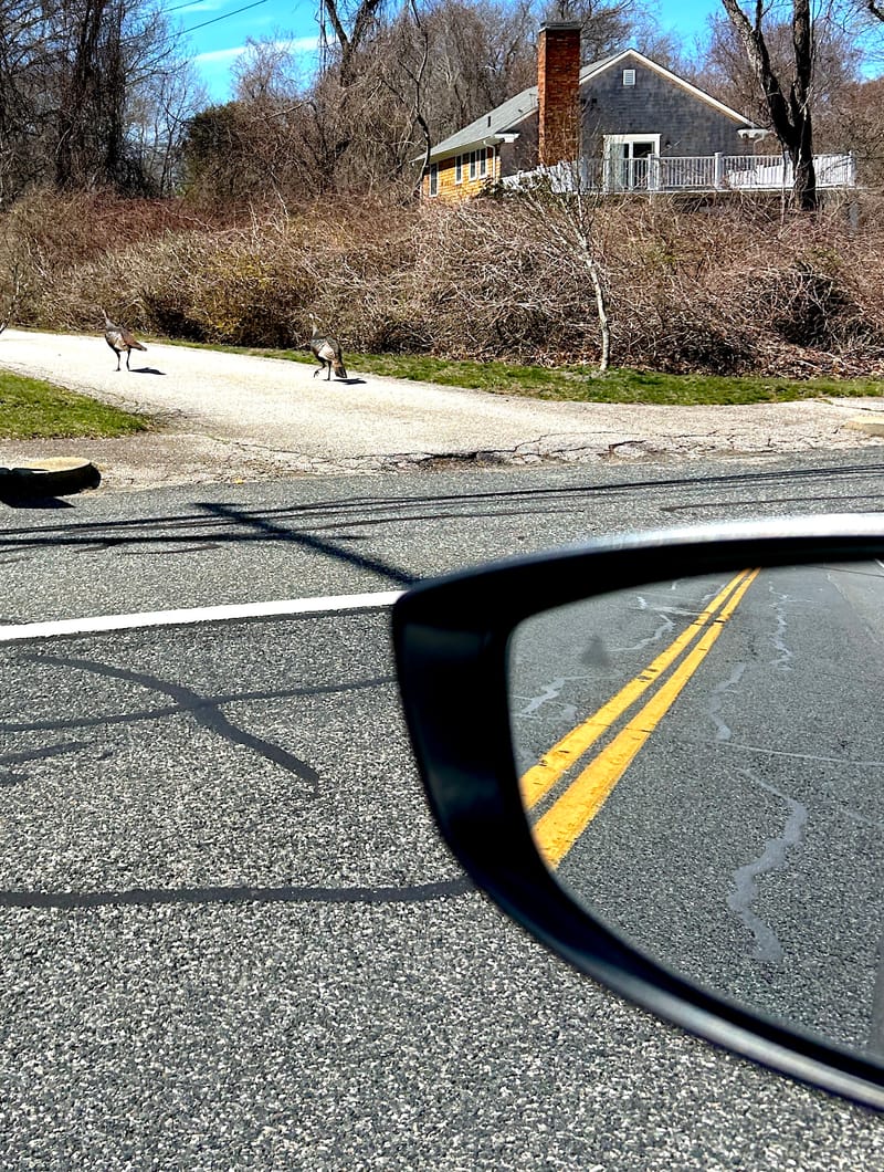 APRIL 1 - Birds of a Feather - Francesca Donlan, APR