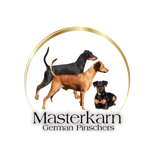 GERMAN PINSCHERS for Show dogs, family, performance dogs and Working. GERMAN PINSCHERS for Show dogs, family, performance dogs and Working.