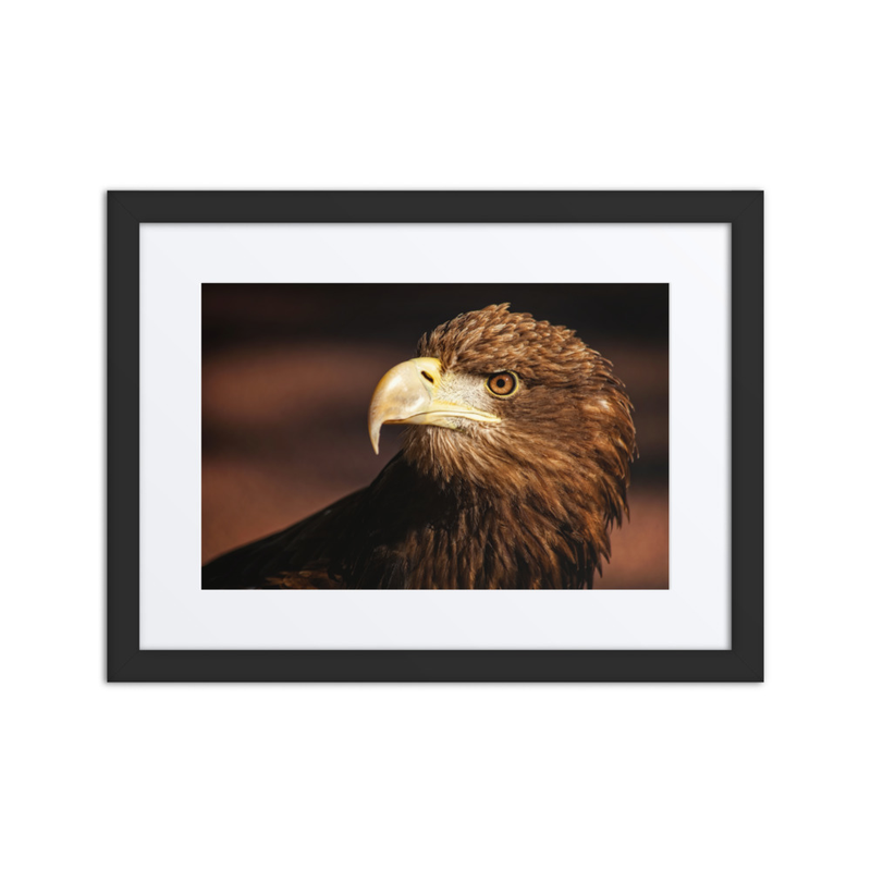 Intense Eagle - Mr Drew Photography