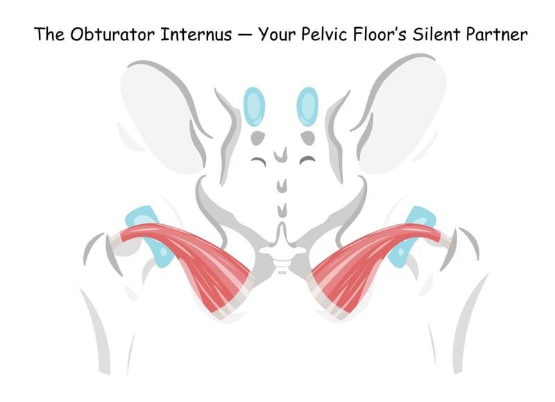 The Obturator Internus Muscle: A Hidden Key to Pelvic Floor Health