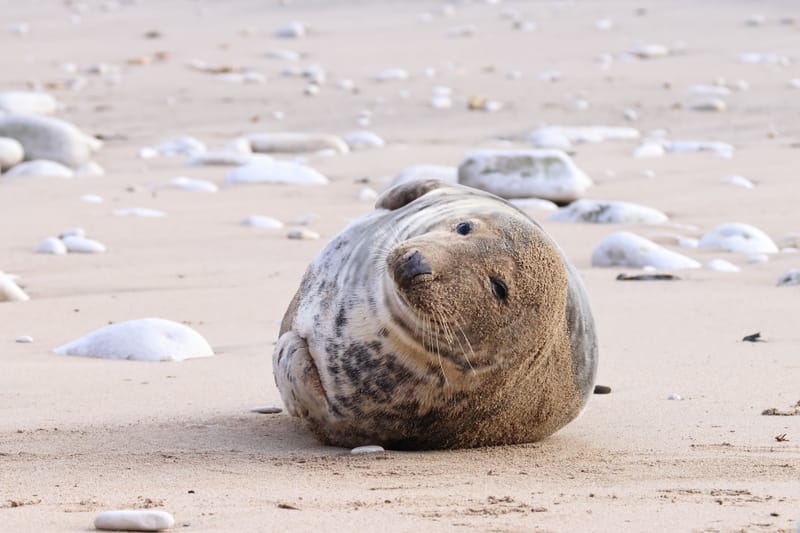 Welcome - Naturepics - The photographs of Nigel Gardener