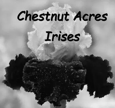 Jacobean Age - Chestnut Acres Iris Garden