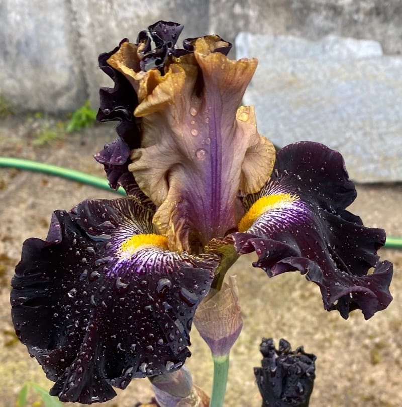 Table For Two - Chestnut Acres Iris Garden