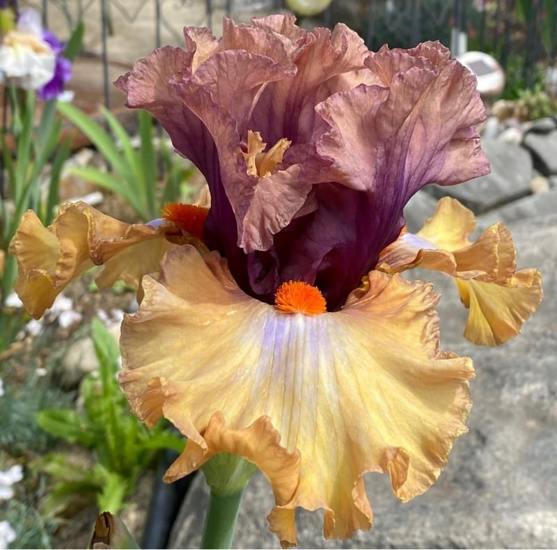 Amazon Sunset - Chestnut Acres Iris Garden