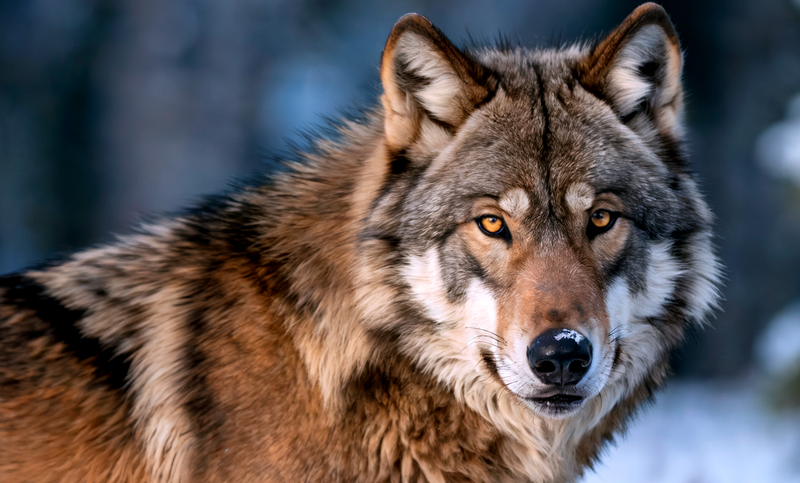 BREED: LUPUS GIFTS - Dominions of Darkness