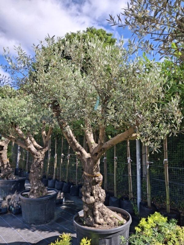 Acer Palmatum - Dissectum Rossa - R J White Arboreal