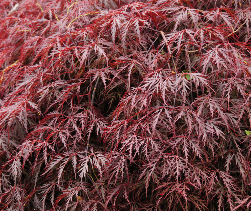 Acer Palmatum - Dissectum Rossa - R J White Arboreal