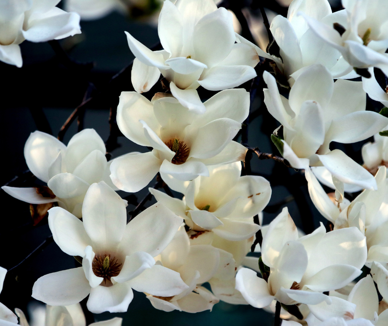 Acer Palmatum - Dissectum Rossa - R J White Arboreal