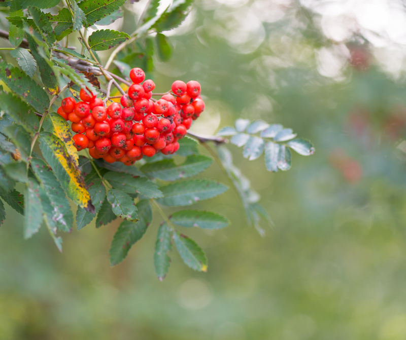Sorbus Tree - R J White Arboreal