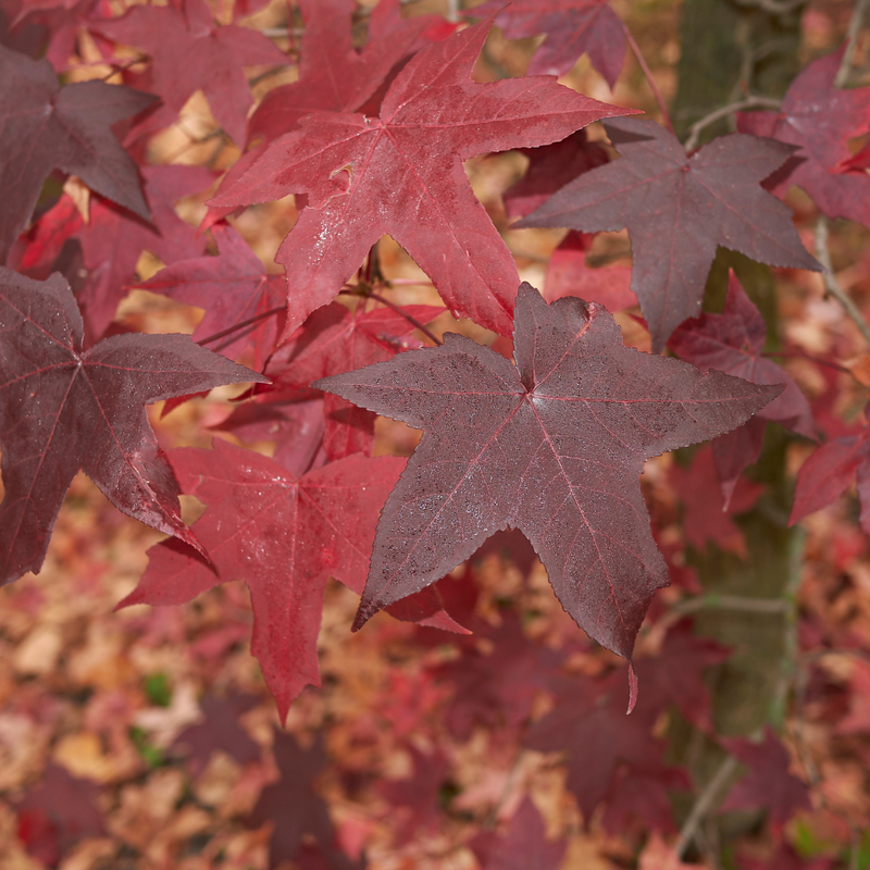 Liquidambar Styraciflua - R J White Arboreal