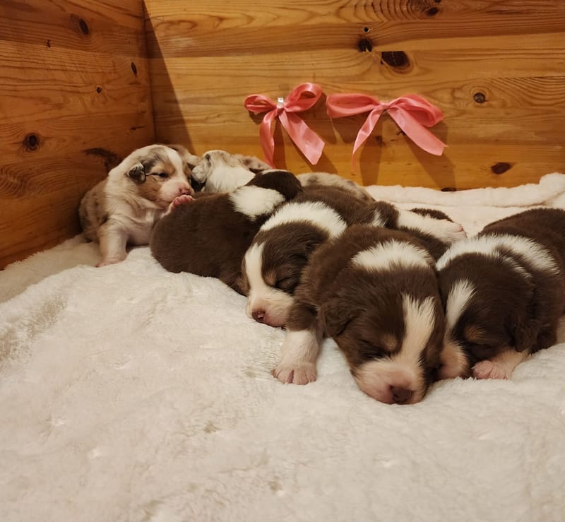 גורים לבית משפחת רגמון - Regmon Australian Shepherds