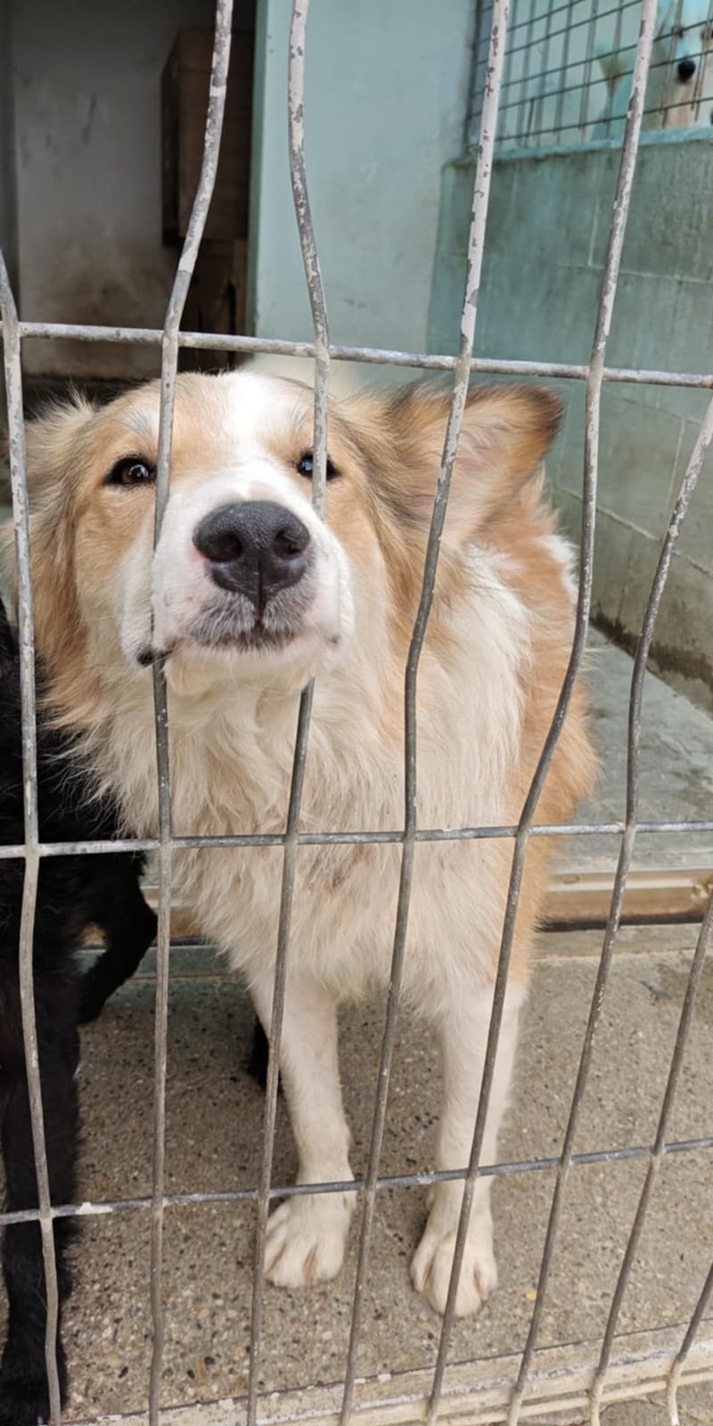 FINLEY 💖 LEC7 - is volledig gesteund 🐾 - WWW.ADOPTIEHOND.BE